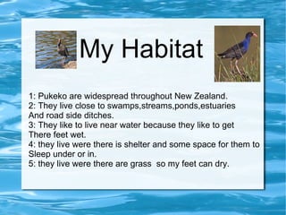 Pukekos life, By Megan | PPT