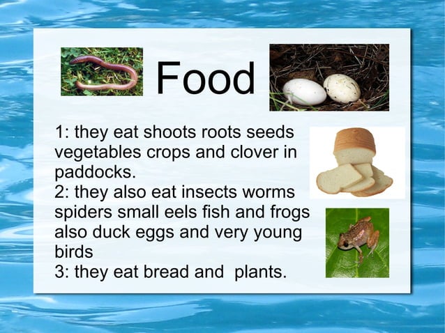 Pukekos life, By Megan | PPT