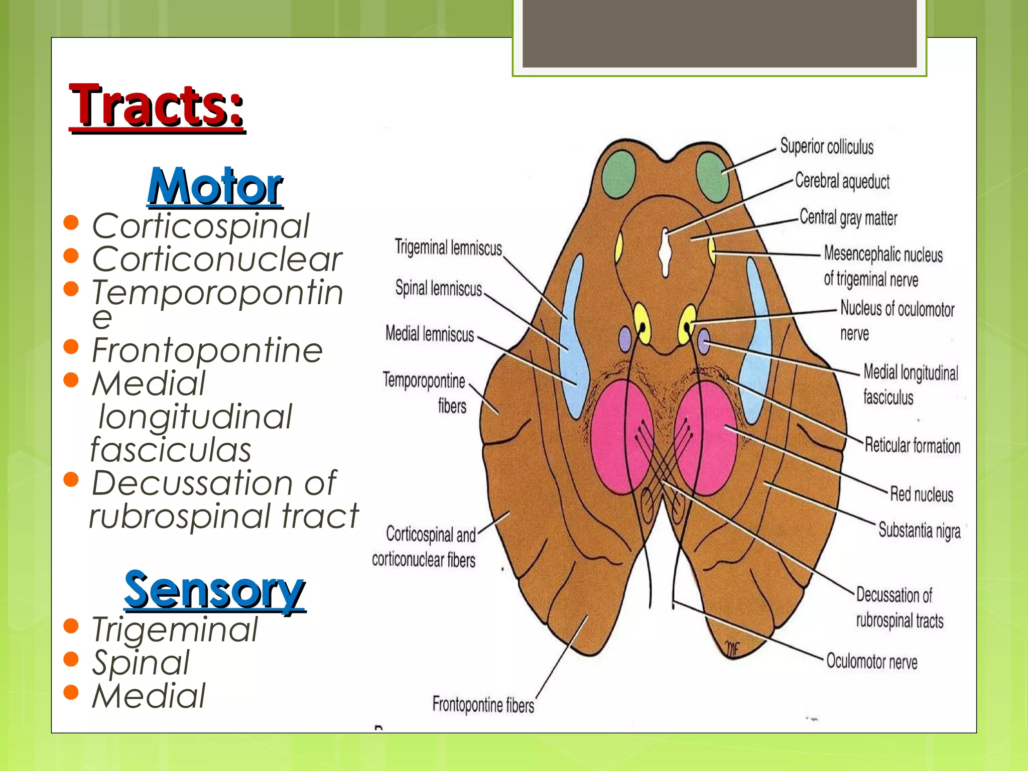 MIDBRAIN basic anatomy and applied aspects. | PPT
