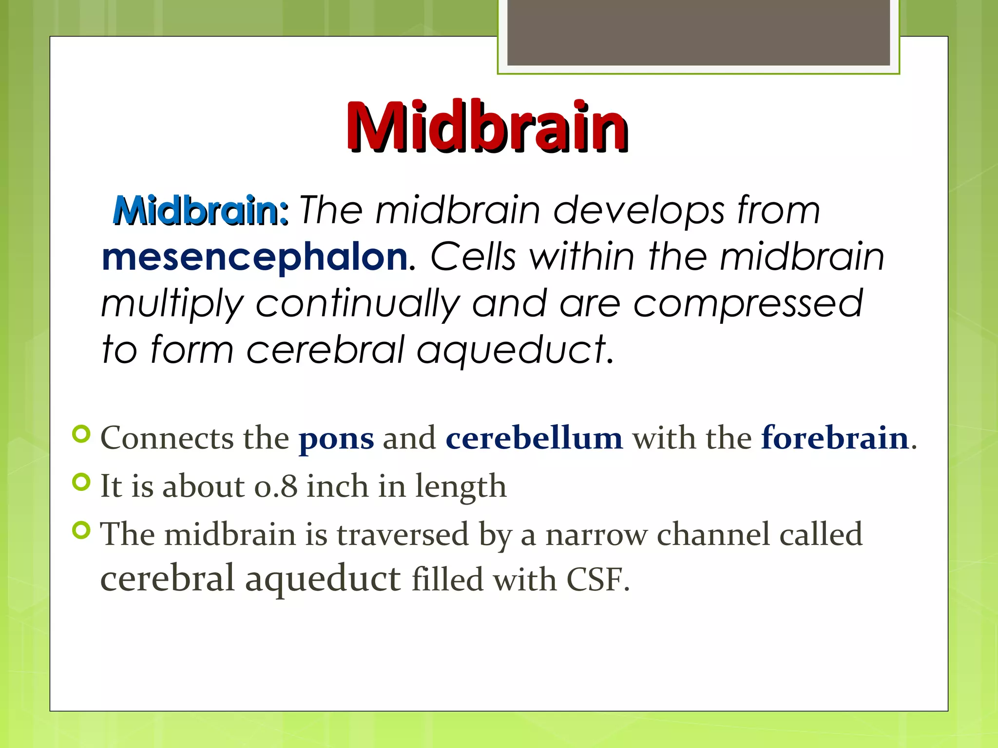 MIDBRAIN basic anatomy and applied aspects. | PPT