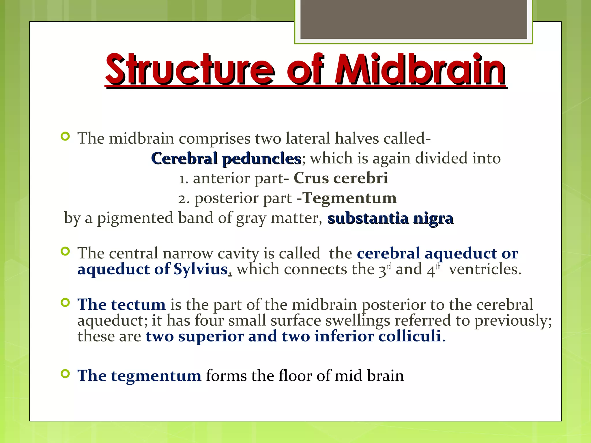 MIDBRAIN basic anatomy and applied aspects. | PPT