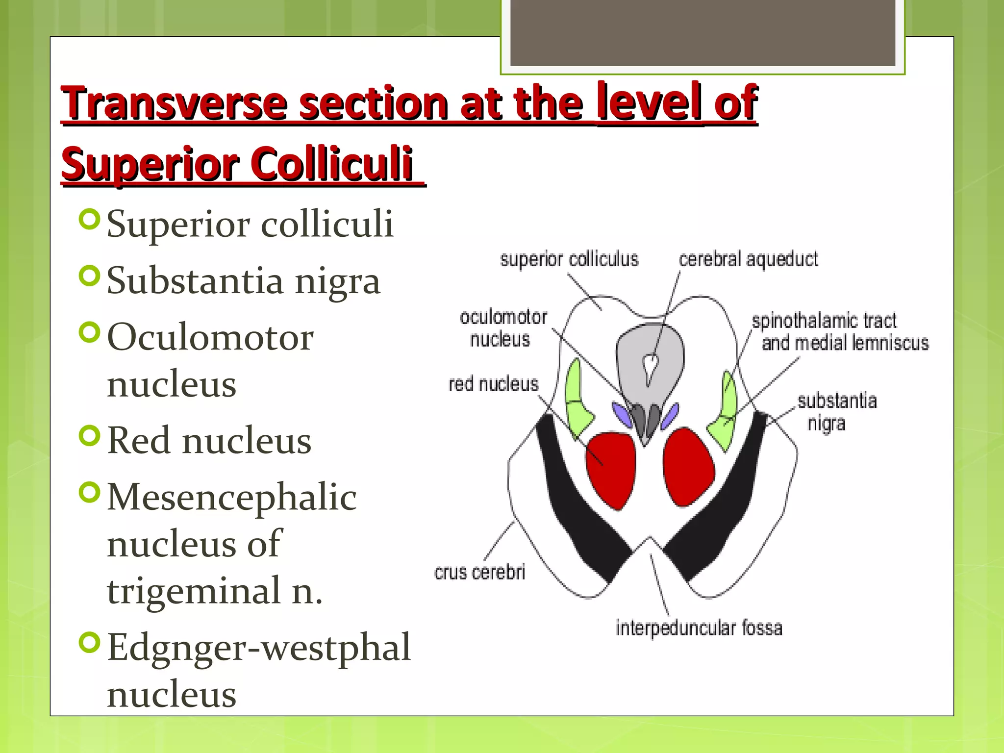 MIDBRAIN basic anatomy and applied aspects. | PPT