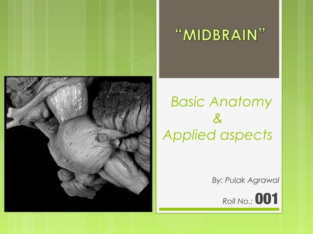 MIDBRAIN basic anatomy and applied aspects. | PPT