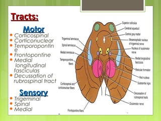MIDBRAIN basic anatomy and applied aspects. | PPT