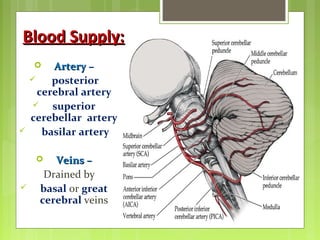 MIDBRAIN basic anatomy and applied aspects. | PPT