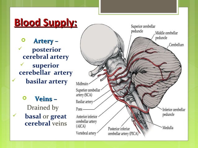 MIDBRAIN basic anatomy and applied aspects. | PPT