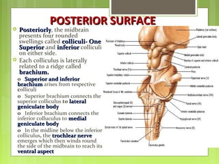 MIDBRAIN basic anatomy and applied aspects. | PPT