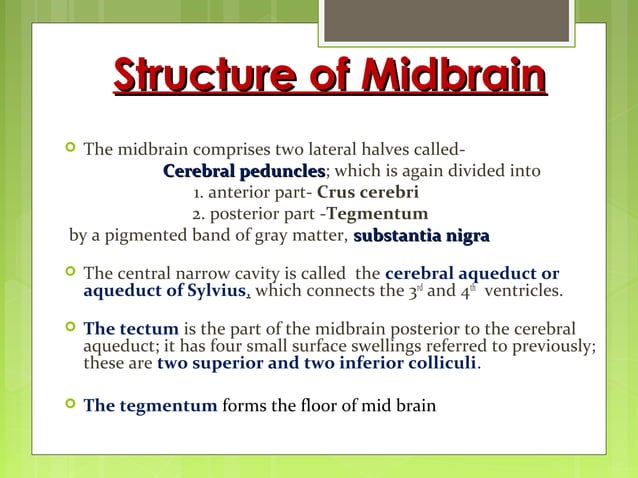 MIDBRAIN basic anatomy and applied aspects. | PPT
