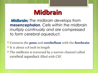 Midbrain