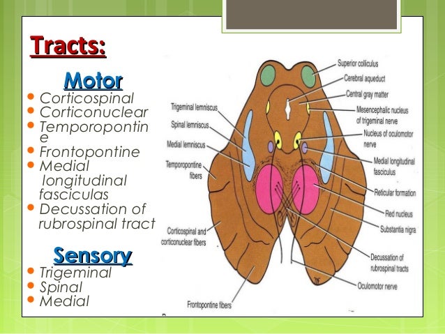 MIDBRAIN basic anatomy and applied aspects.