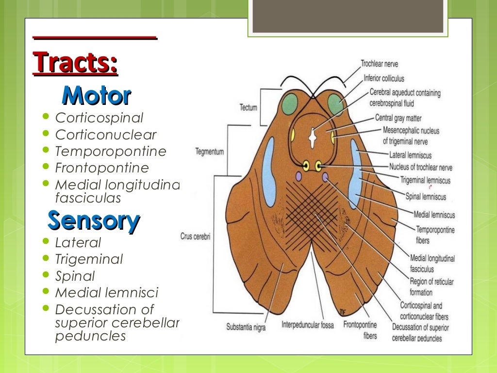 MIDBRAIN basic anatomy and applied aspects.