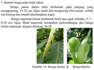 Pulau moti maluku utara | PPTX