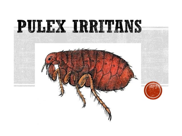 Pulex irritans | PPT