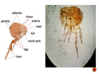 Pulex irritans | PPT