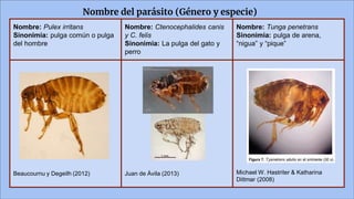 Pulgas g2.pdf