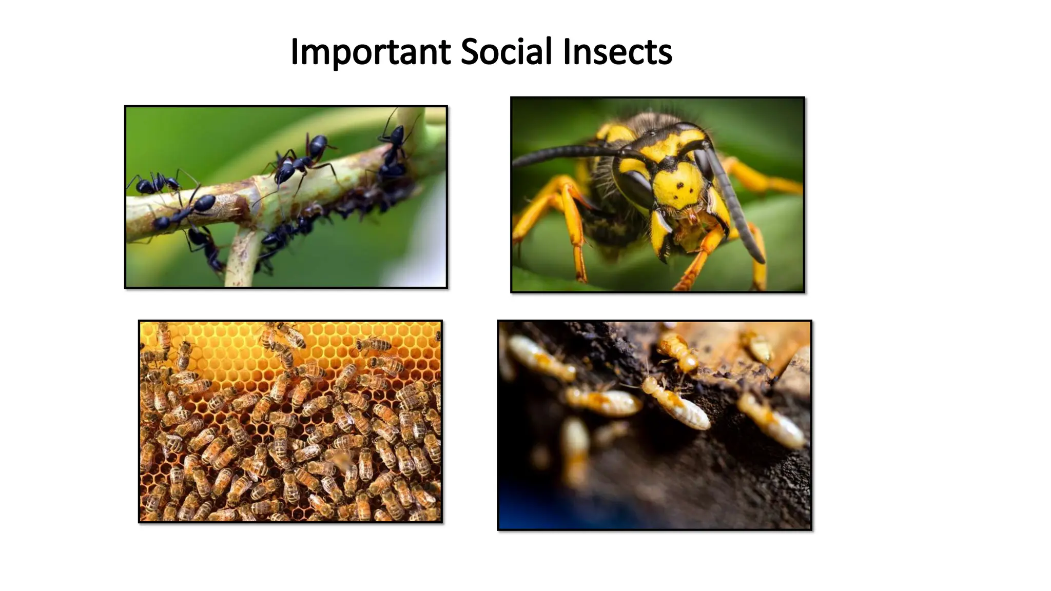 Social behaviour in insects jai narain v | PPTX