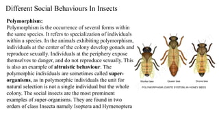 Social behaviour in insects jai narain v | PPTX