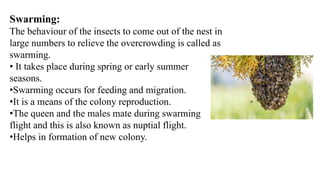 Social behaviour in insects jai narain v | PPTX