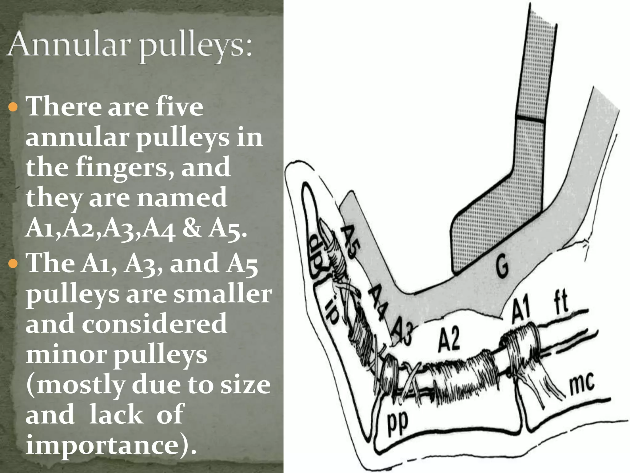 PULLEYS OF HAND. PPT..pptx