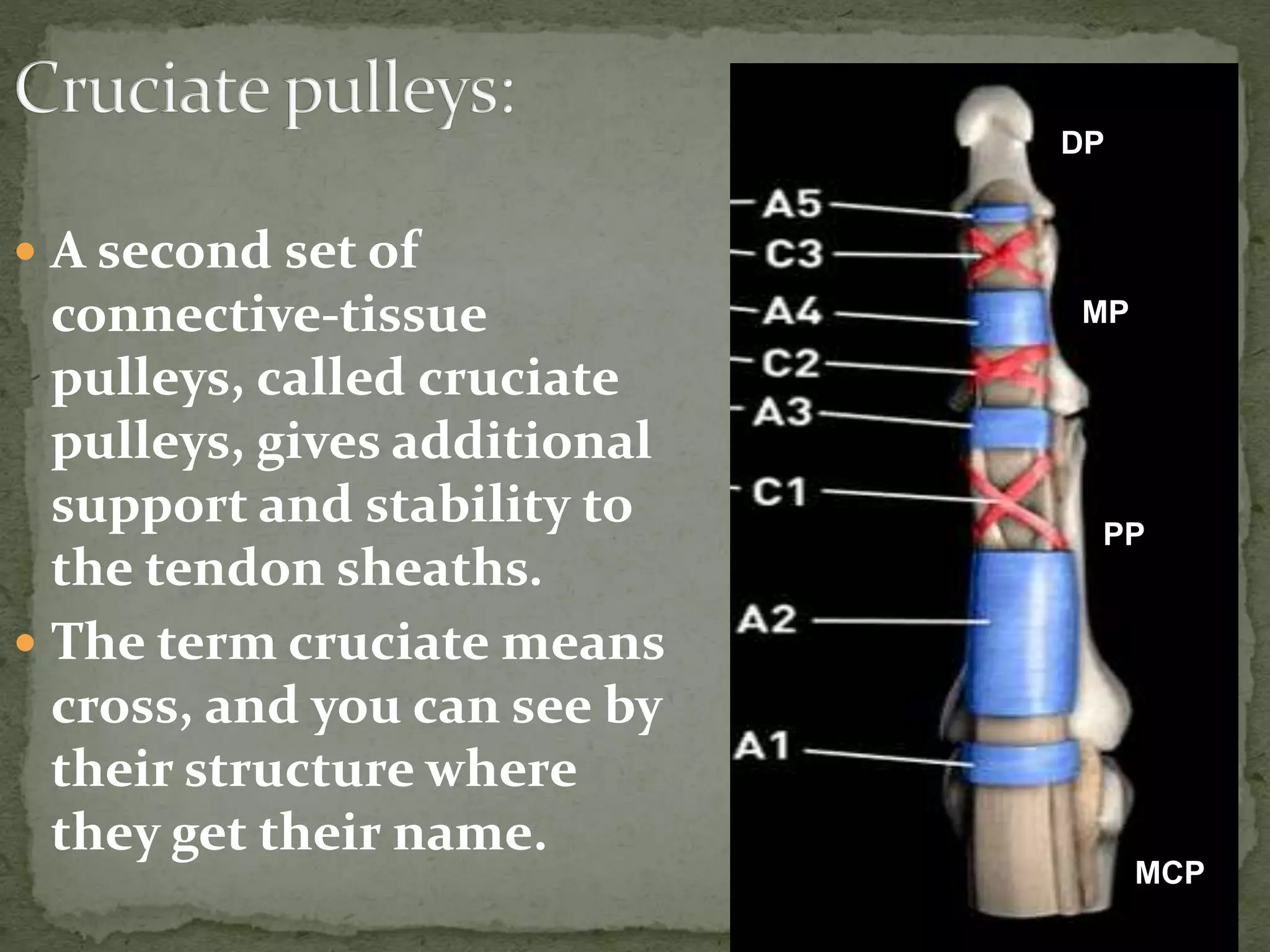 PULLEYS OF HAND. PPT..pptx