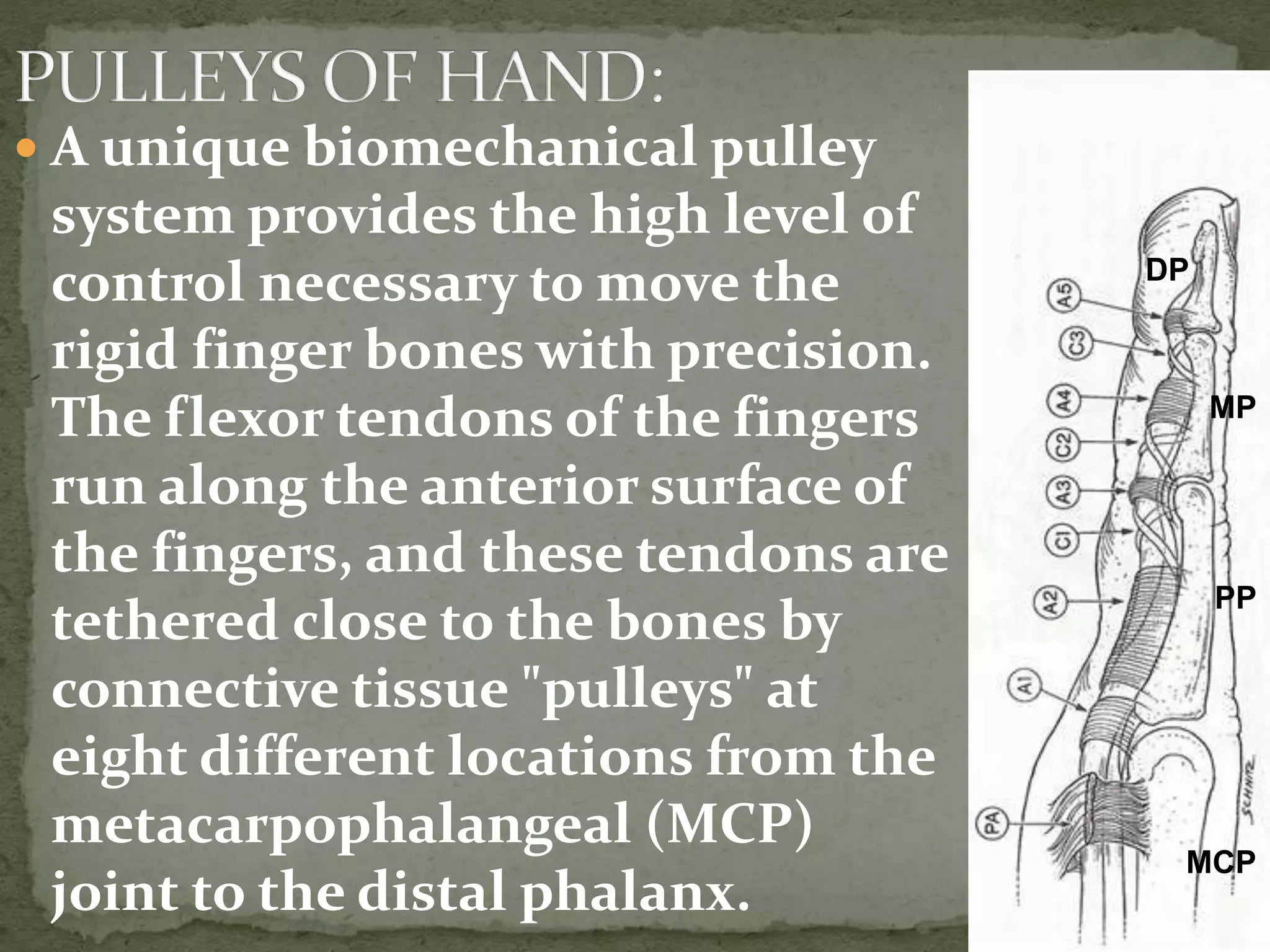 PULLEYS OF HAND. PPT..pptx