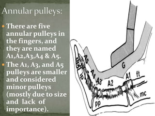 PULLEYS OF HAND. PPT..pptx
