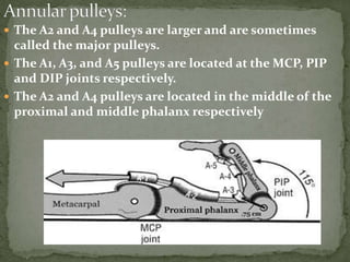 PULLEYS OF HAND. PPT..pptx