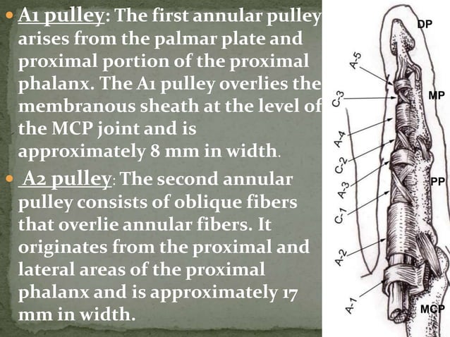 PULLEYS OF HAND. PPT..pptx