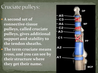 PULLEYS OF HAND. PPT..pptx
