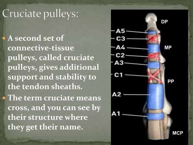 PULLEYS OF HAND. PPT..pptx