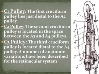 PULLEYS OF HAND. PPT..pptx