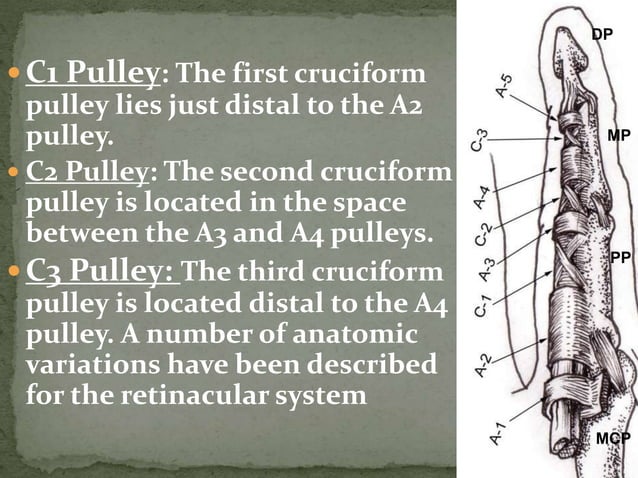 PULLEYS OF HAND. PPT..pptx