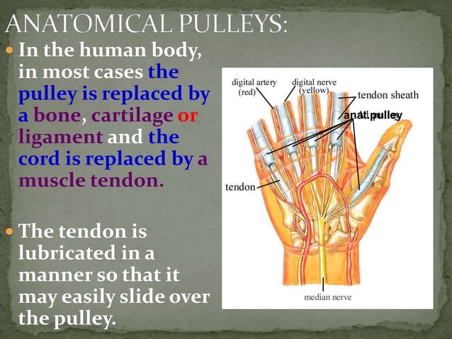 PULLEYS OF HAND. PPT..pptx
