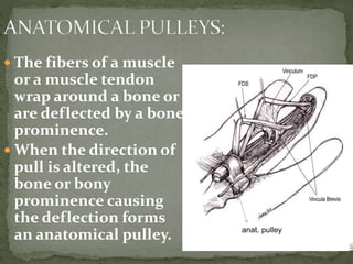 PULLEYS OF HAND. PPT..pptx