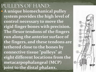 PULLEYS OF HAND. PPT..pptx