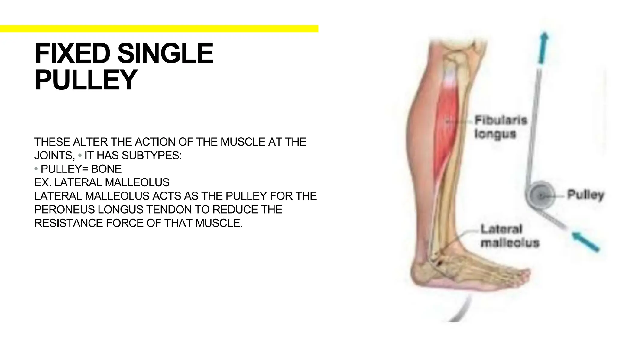 PULLEYS and the definition types of pulleys | PPTX