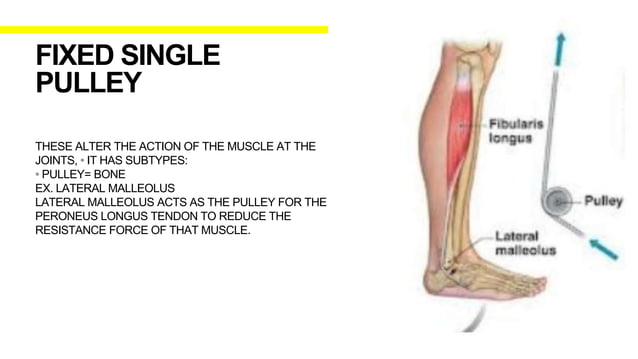 PULLEYS and the definition types of pulleys | PPTX | Death, Injury, or ...