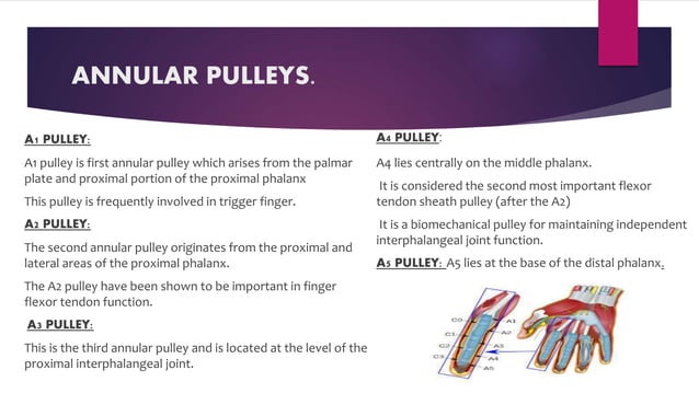 Pulley system | PPTX