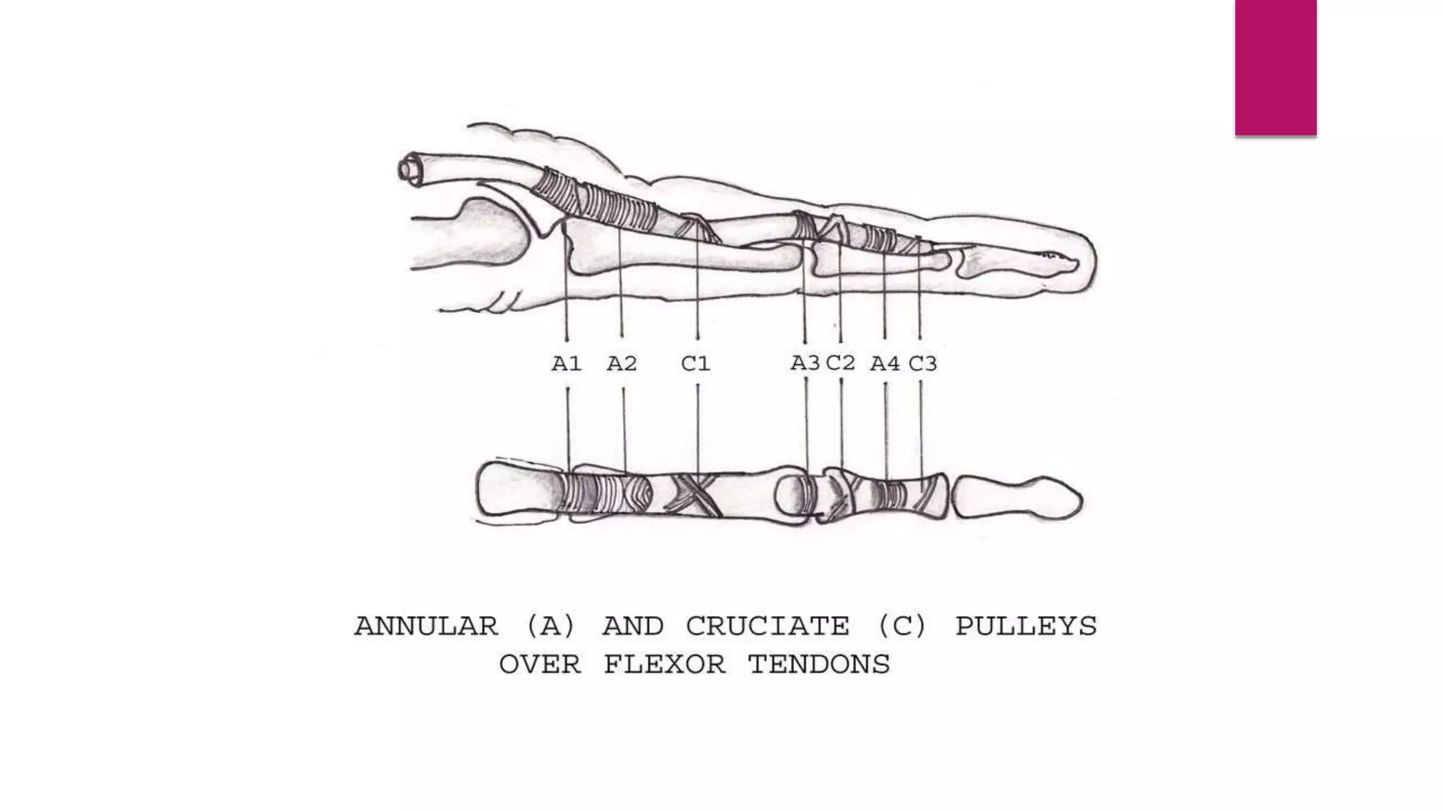 Pulley system in hand | PPTX