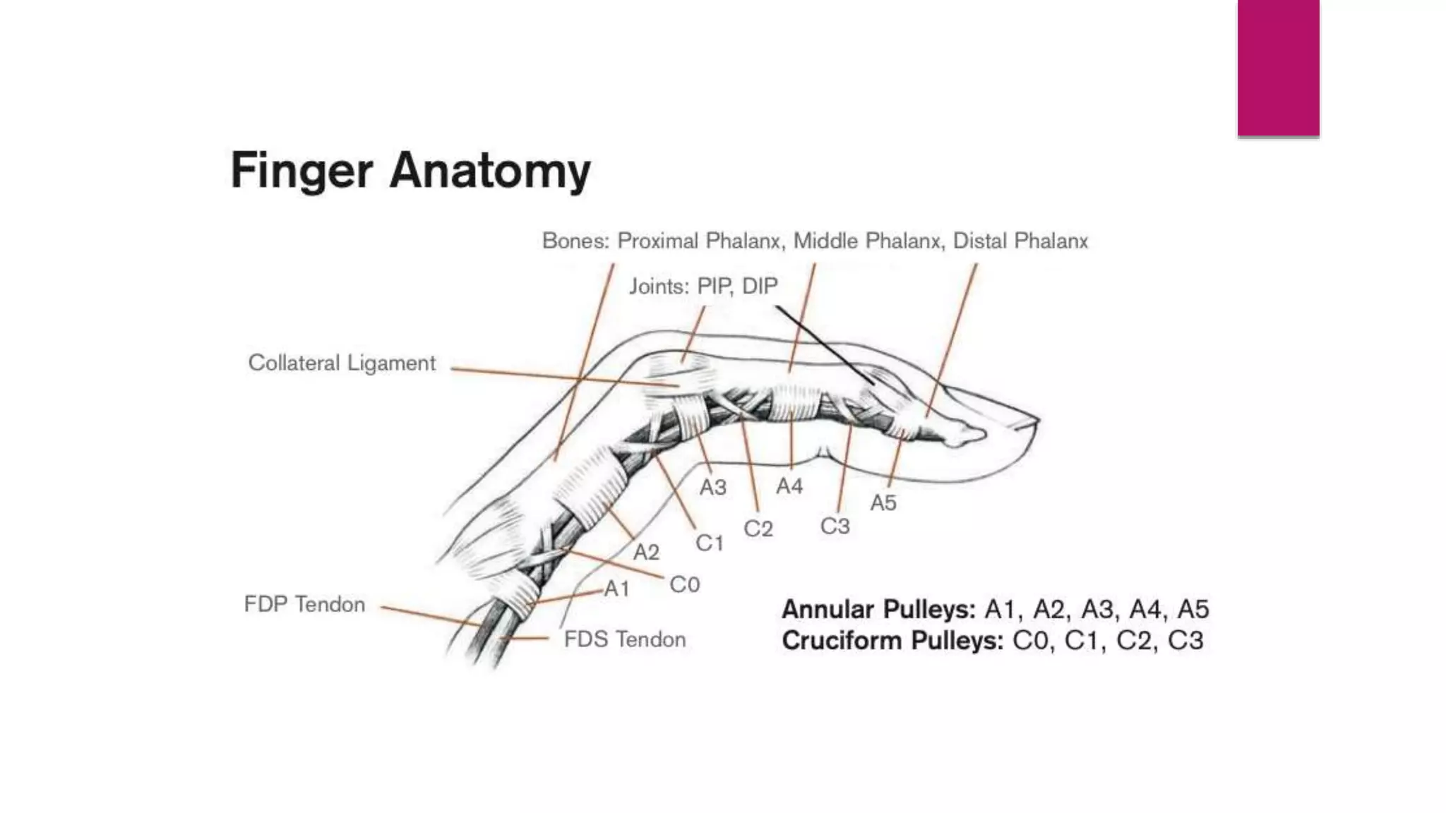 Pulley system in hand | PPTX