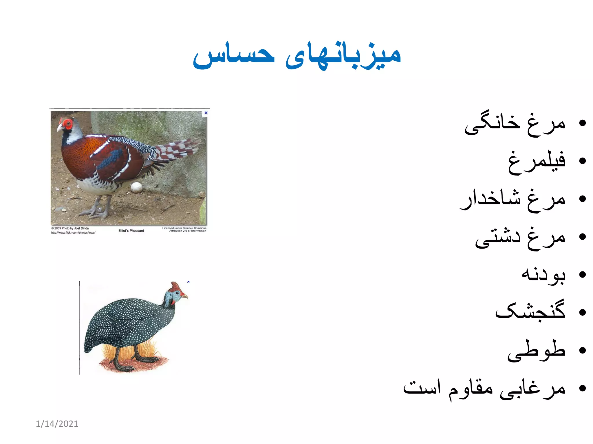 Pullorum disease | PPT