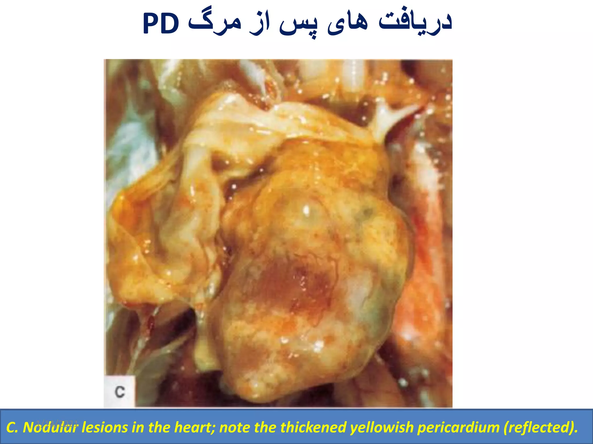 Pullorum disease | PPT