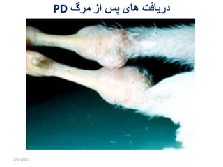 Pullorum disease | PDF