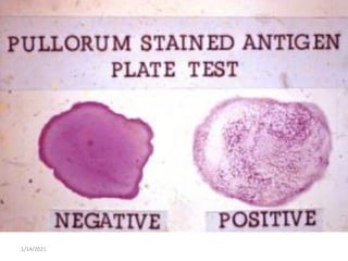 Pullorum disease | PDF