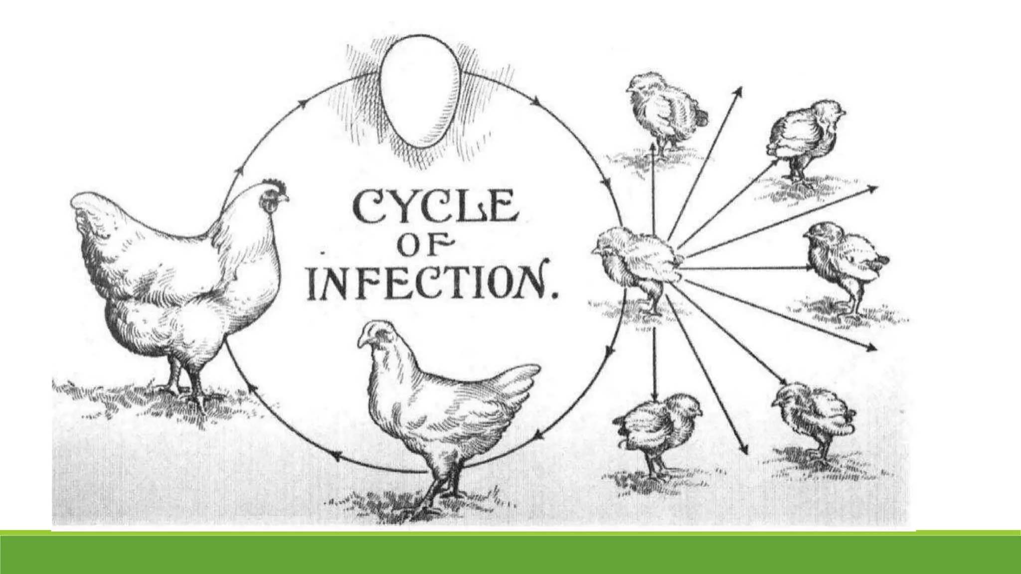 Pullorum Disease. | PPTX
