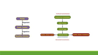 Pullorum Disease. | PPTX