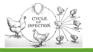 Pullorum Disease. | PPTX
