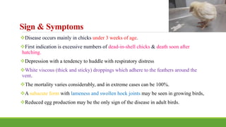 Pullorum Disease. | PPTX