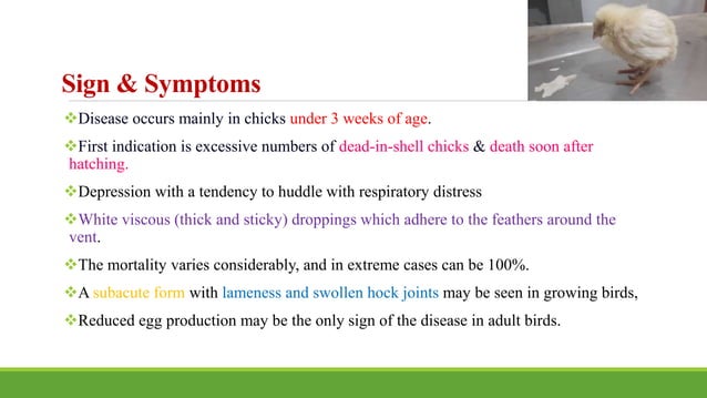 Pullorum Disease. | PPTX