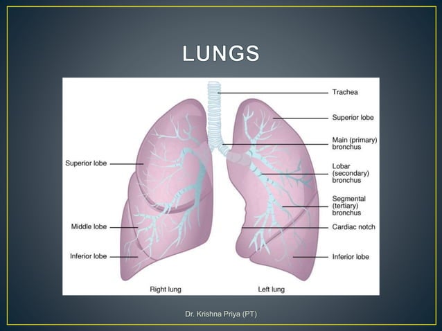 PulmonarySurgeries for Physiotherapists .pptx